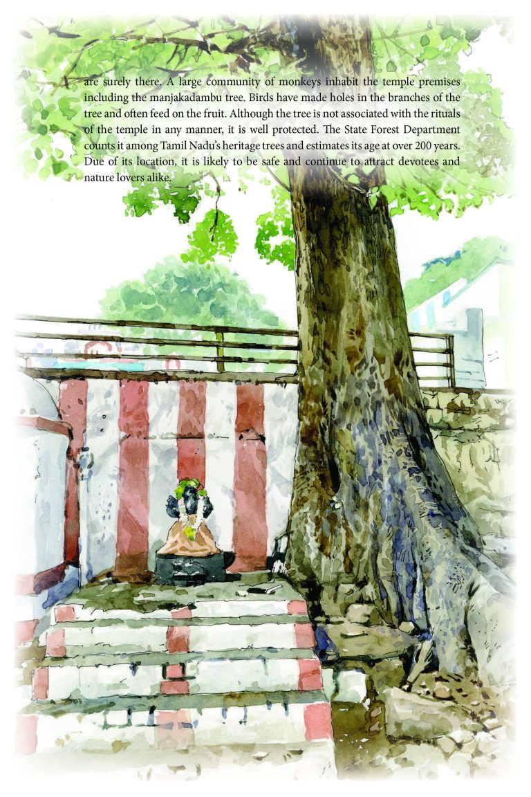 Iconic Trees of India - Roli Books
