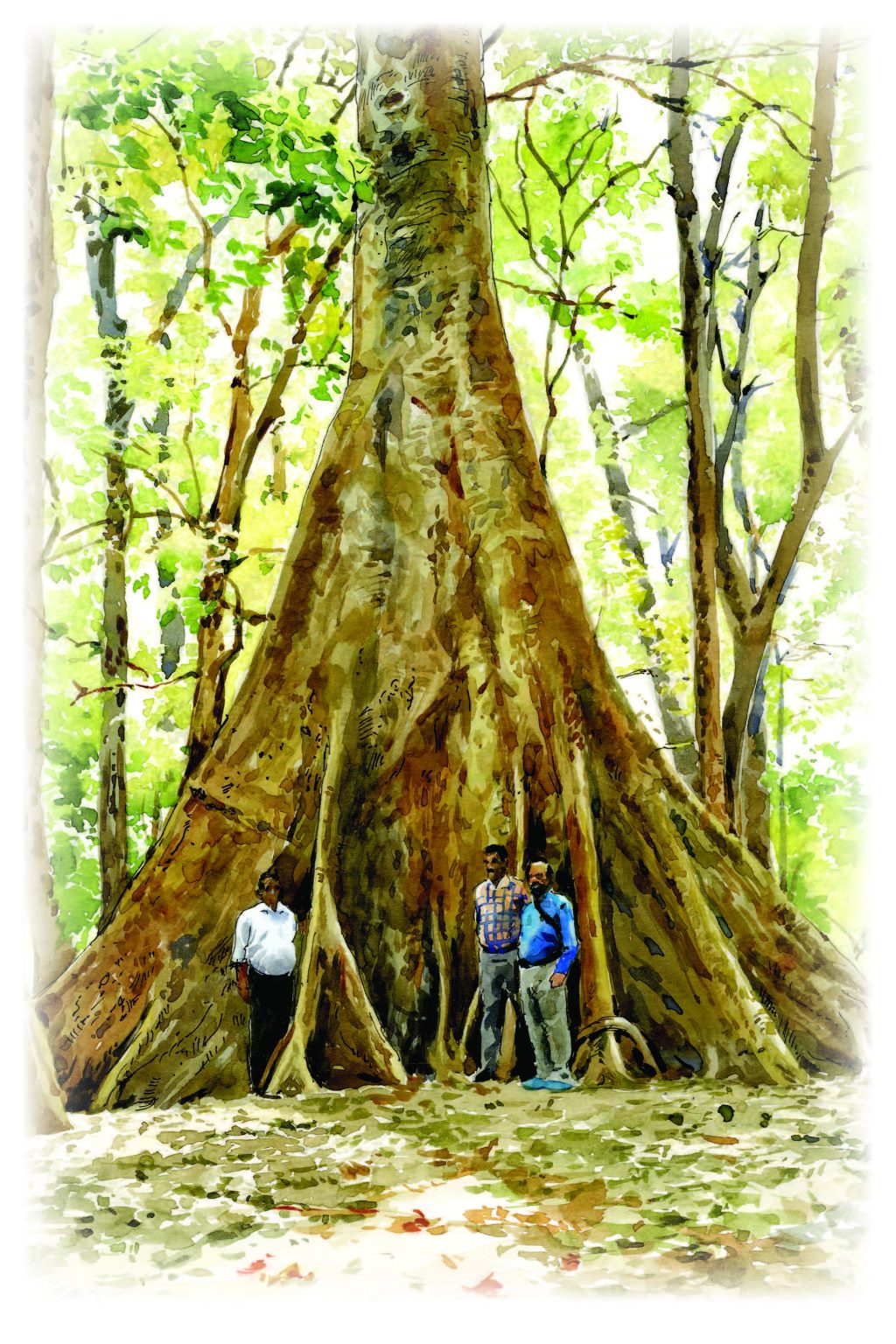 Iconic Trees of India - Roli Books